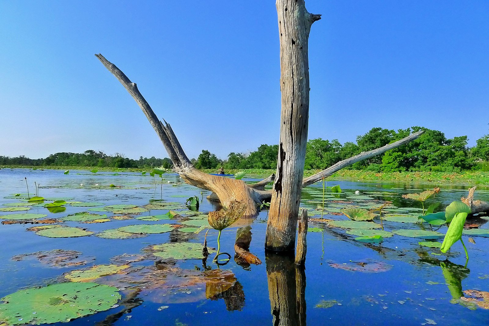 Sheldon Reservoir – Great Texas Land Rush
